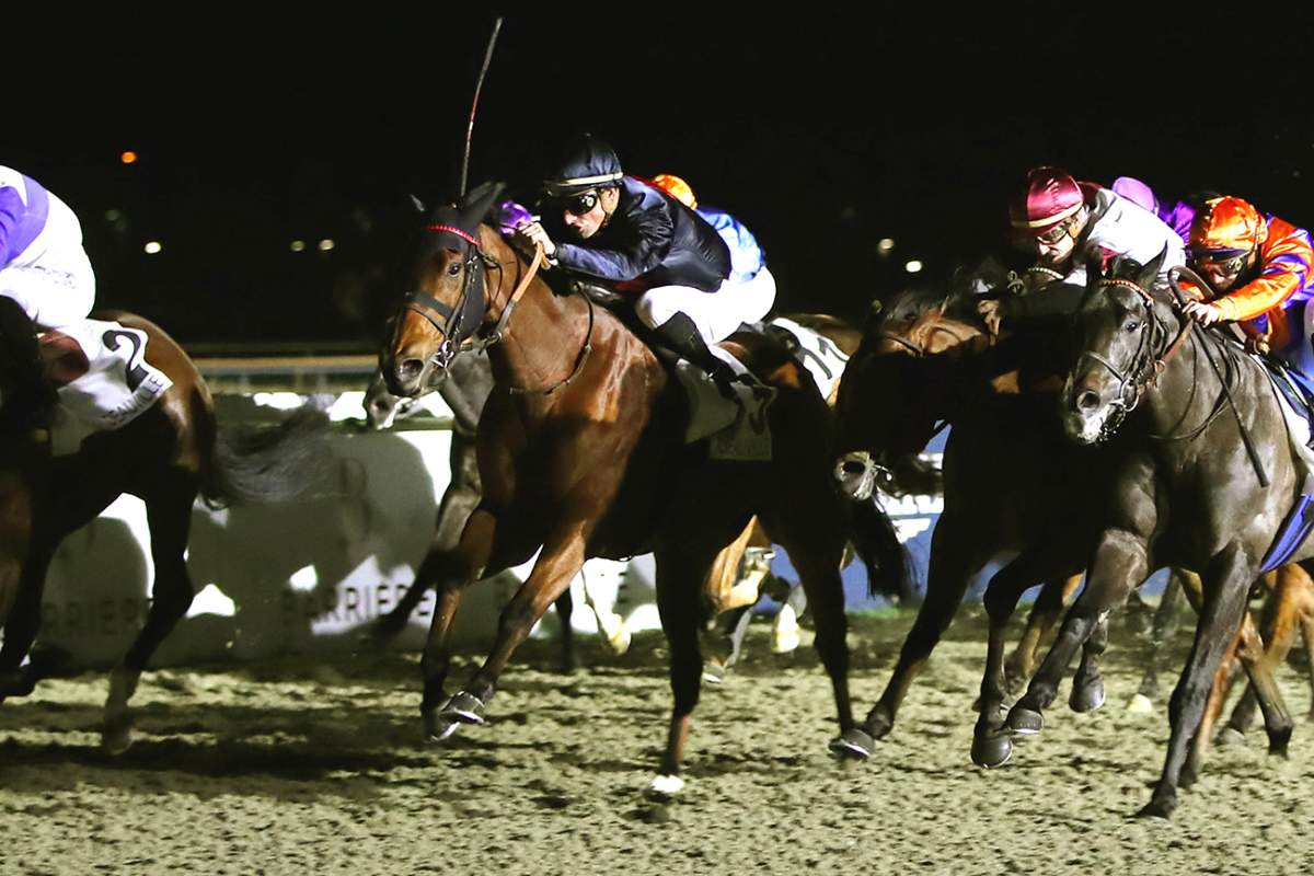 SHAMYA - La fiche CANALTURF du cheval, performances pmu, pédigré ...