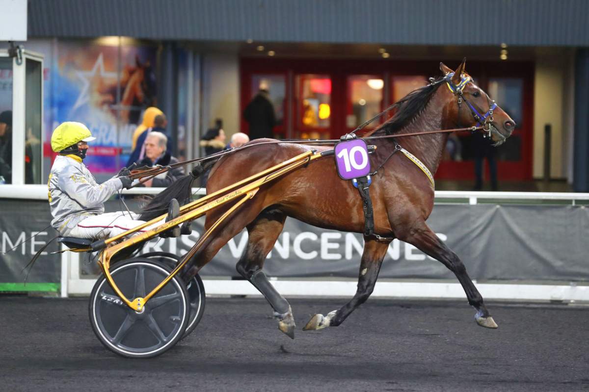 FELIPE ROC - La fiche CANALTURF du cheval, performances pmu, pédigré ...