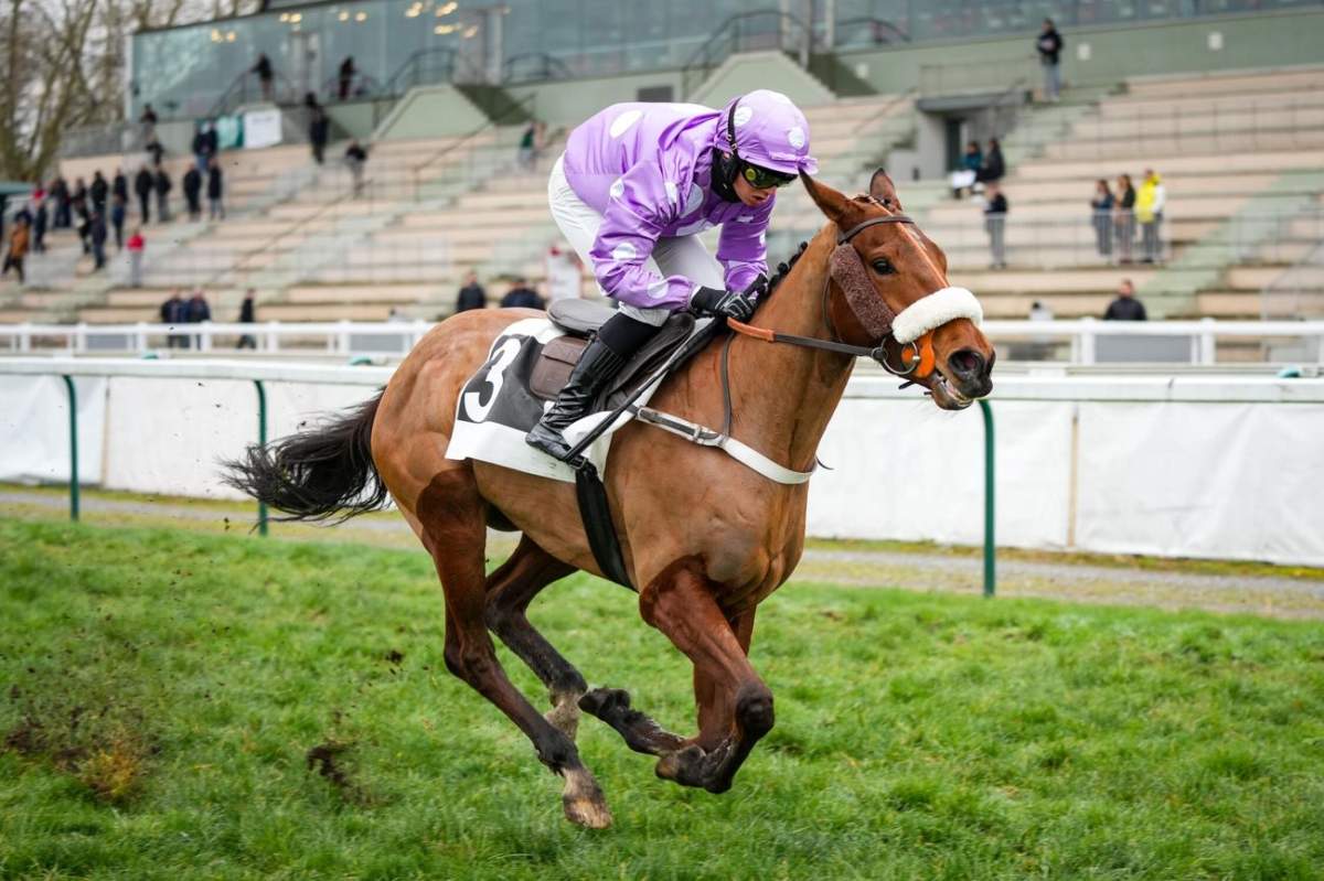 JACK TOP - La fiche CANALTURF du cheval, performances pmu, pédigré ...