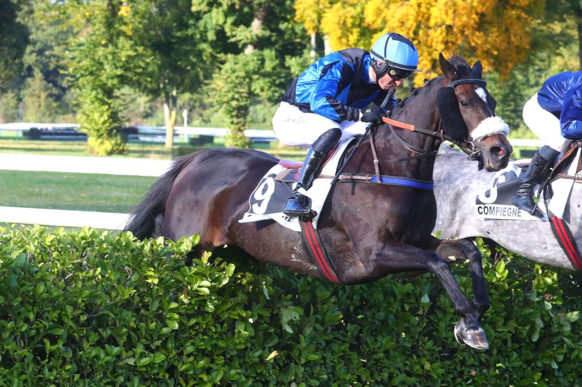 LADY COEUR - La fiche CANALTURF du cheval, performances pmu, pédigré ...