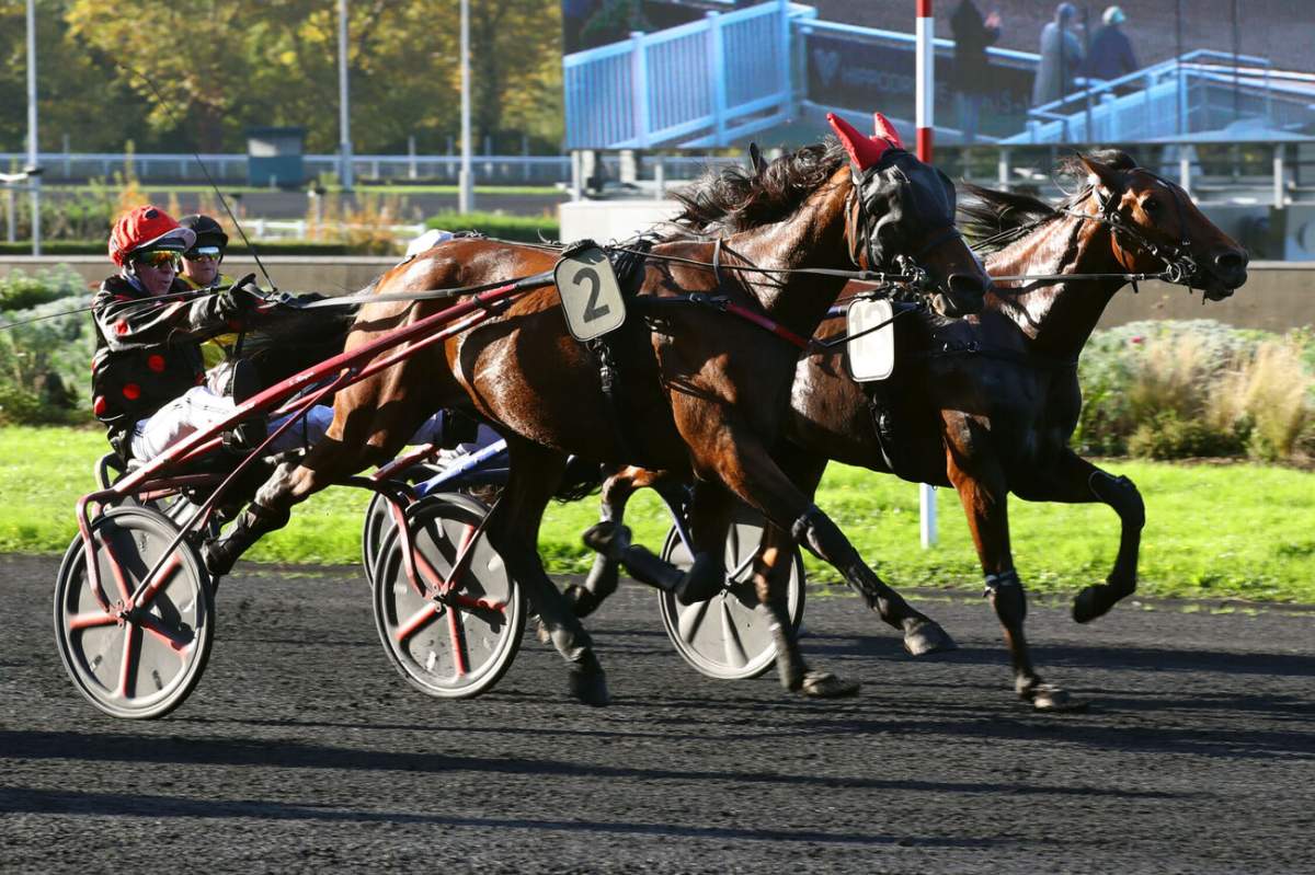 LUTIN VENESI - La fiche CANALTURF du cheval, performances pmu, pédigré ...