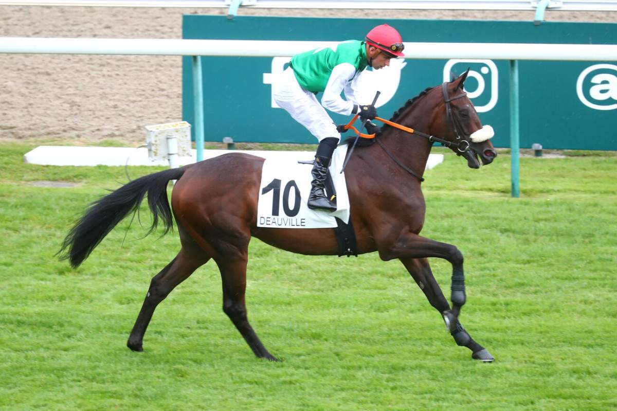 CALADBOLG - La fiche CANALTURF du cheval, performances pmu, pédigré ...