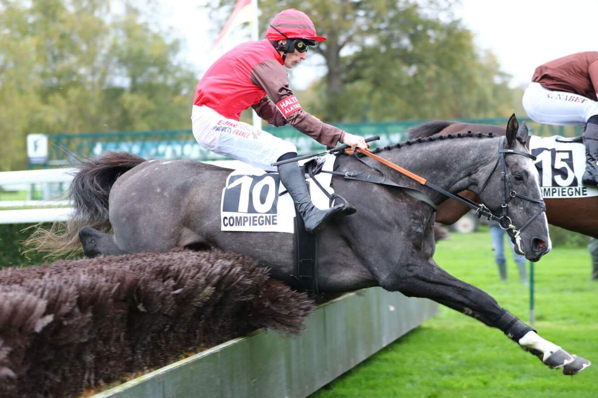 LASCAR DU MATHAN - La fiche CANALTURF du cheval, performances pmu ...