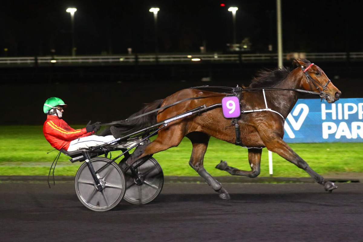 LADY DADA - La fiche CANALTURF du cheval, performances pmu, pédigré ...