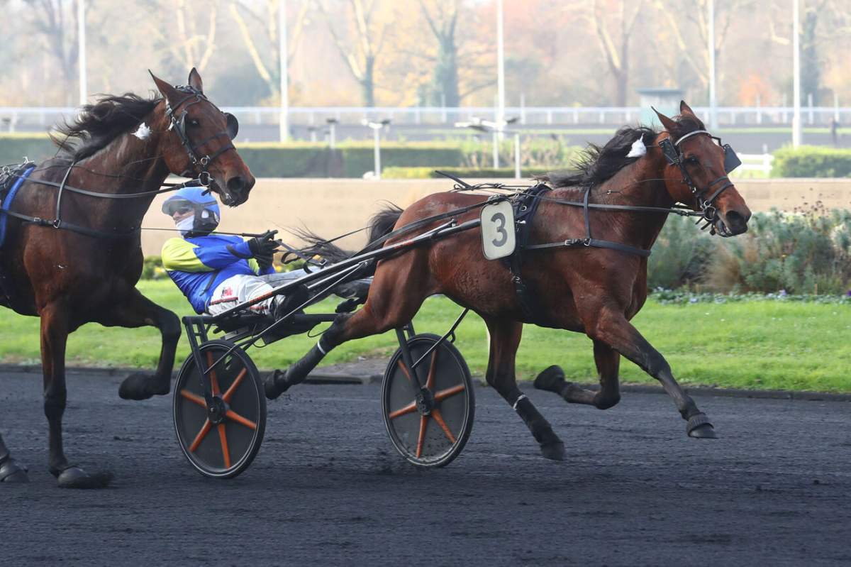 CHEMAR - La fiche CANALTURF du cheval, performances pmu, pédigré ...