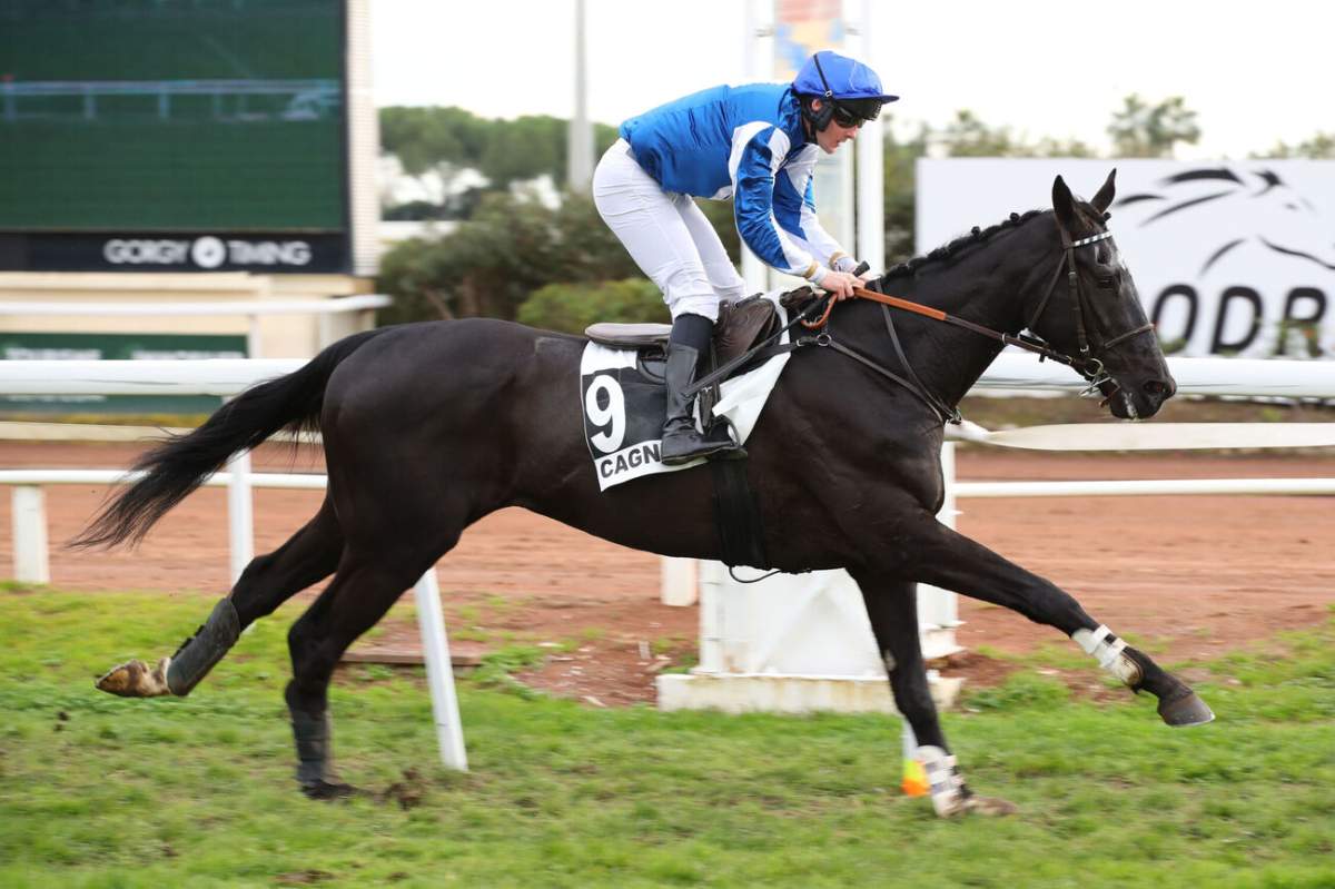 LUGUBRISS - La fiche CANALTURF du cheval, performances pmu, pédigré ...