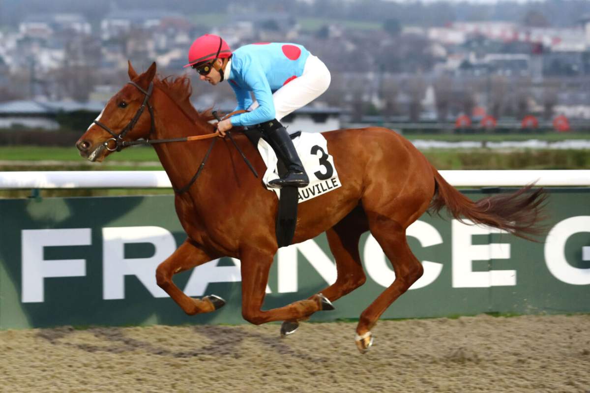 FIRE REBEL - La fiche CANALTURF du cheval, performances pmu, pédigré ...