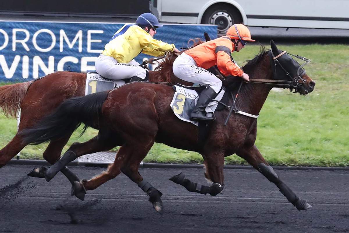 LABEL SPEED - La fiche CANALTURF du cheval, performances pmu, pédigré ...