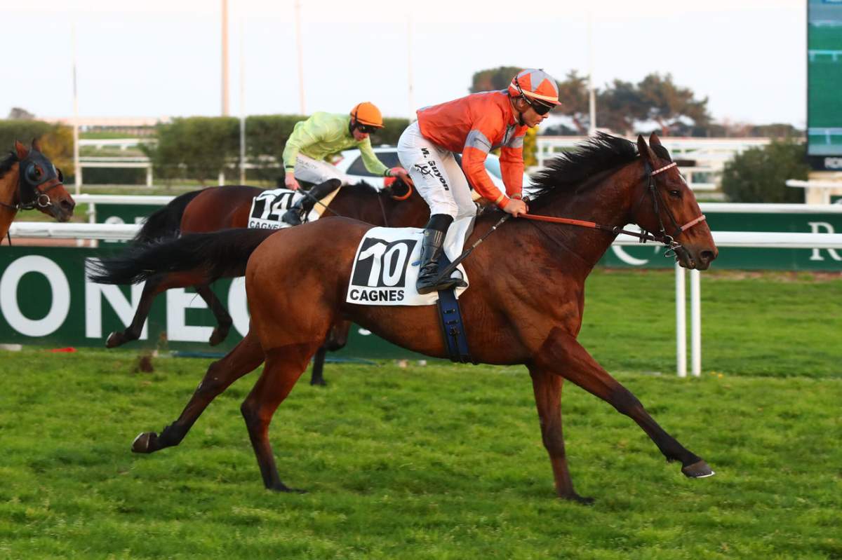 TURANIA - La fiche CANALTURF du cheval, performances pmu, pédigré ...