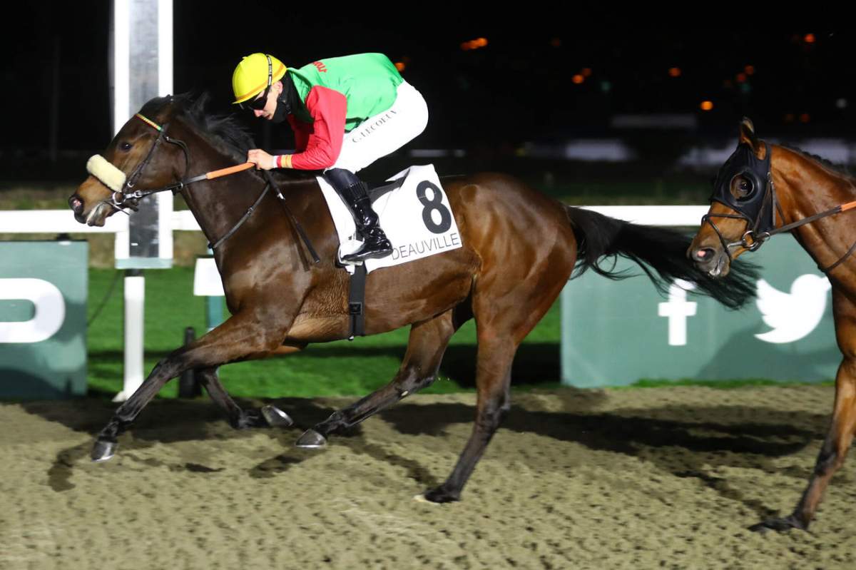 ALABAMA MOON - La fiche CANALTURF du cheval, performances pmu, pédigré ...