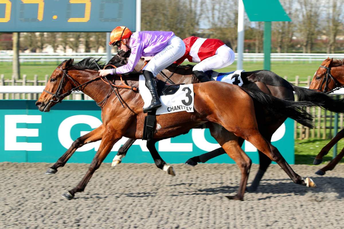 PERDRIOLLE - La fiche CANALTURF du cheval, performances pmu, pédigré ...