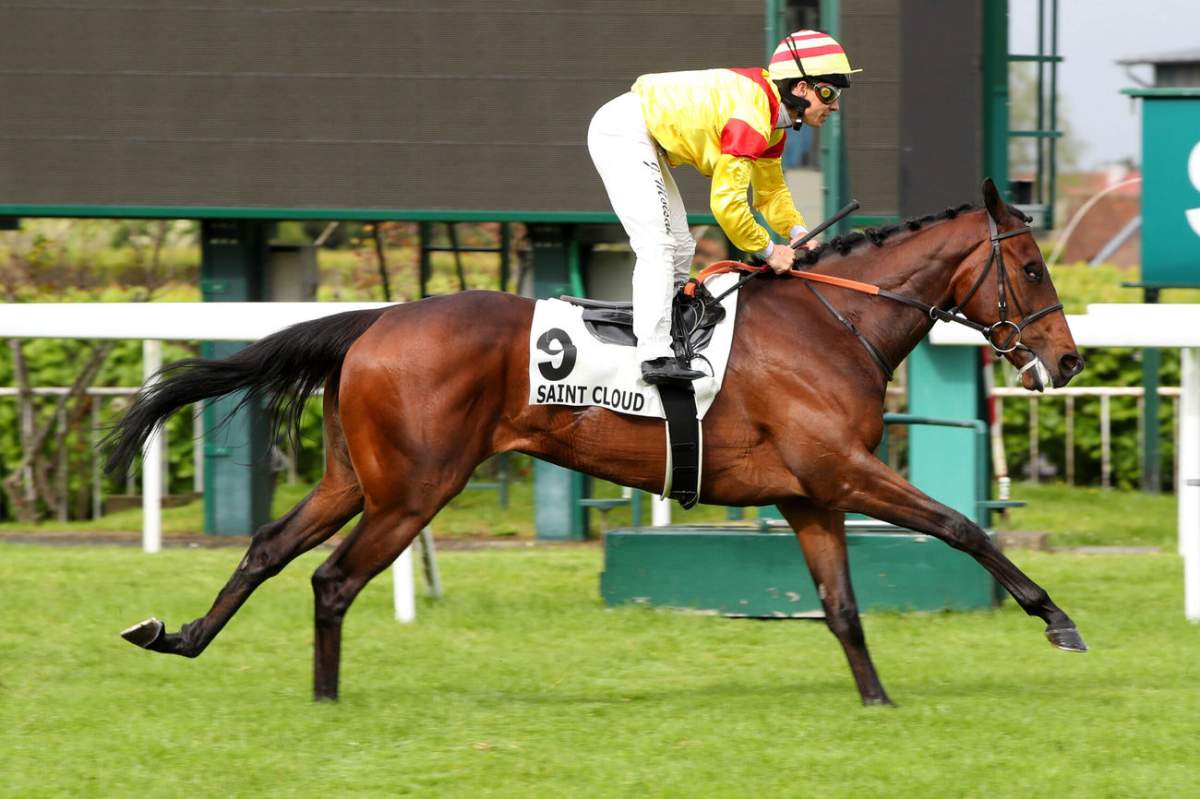 CALAS - La fiche CANALTURF du cheval, performances pmu, pédigré ...