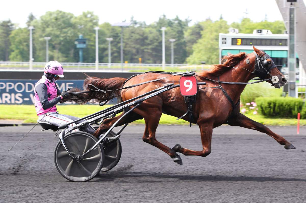 Pronostic Quinté PMU du PRIX DE BELGIQUE-AMERIQUE RACES Q6 du 12 janv. 2025