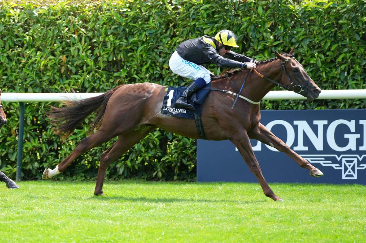 ARABIE - La fiche CANALTURF du cheval, performances pmu, pédigré ...