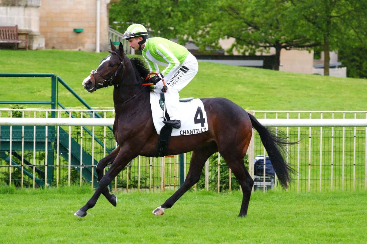 PRINCE SHALAA - La fiche CANALTURF du cheval, performances pmu, pédigré ...