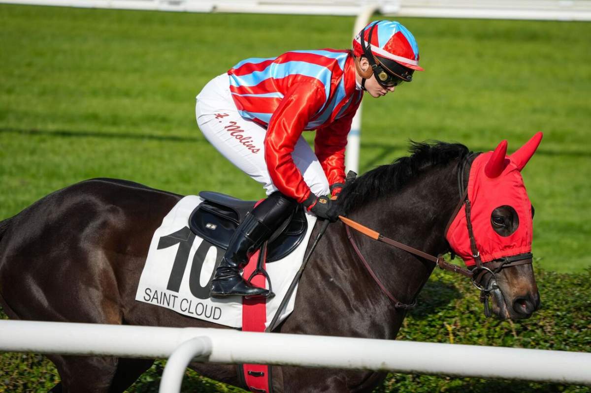 CHIVERE - La fiche CANALTURF du cheval, performances pmu, pédigré ...