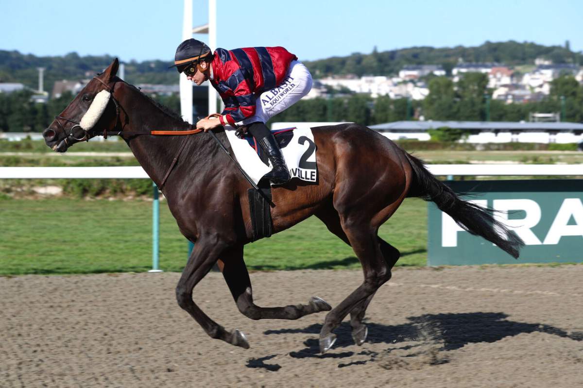 NEROKAS - La fiche CANALTURF du cheval, performances pmu, pédigré ...