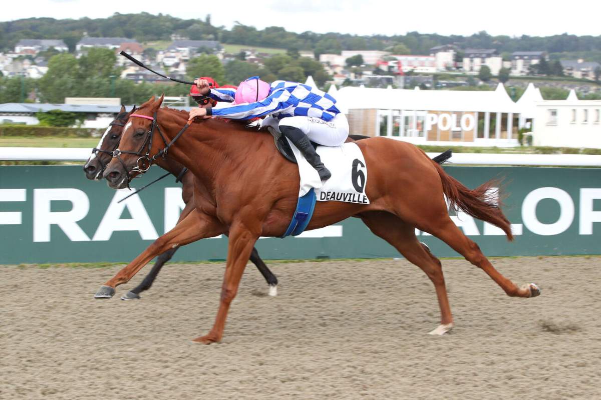 KAMETA - La fiche CANALTURF du cheval, performances pmu, pédigré ...