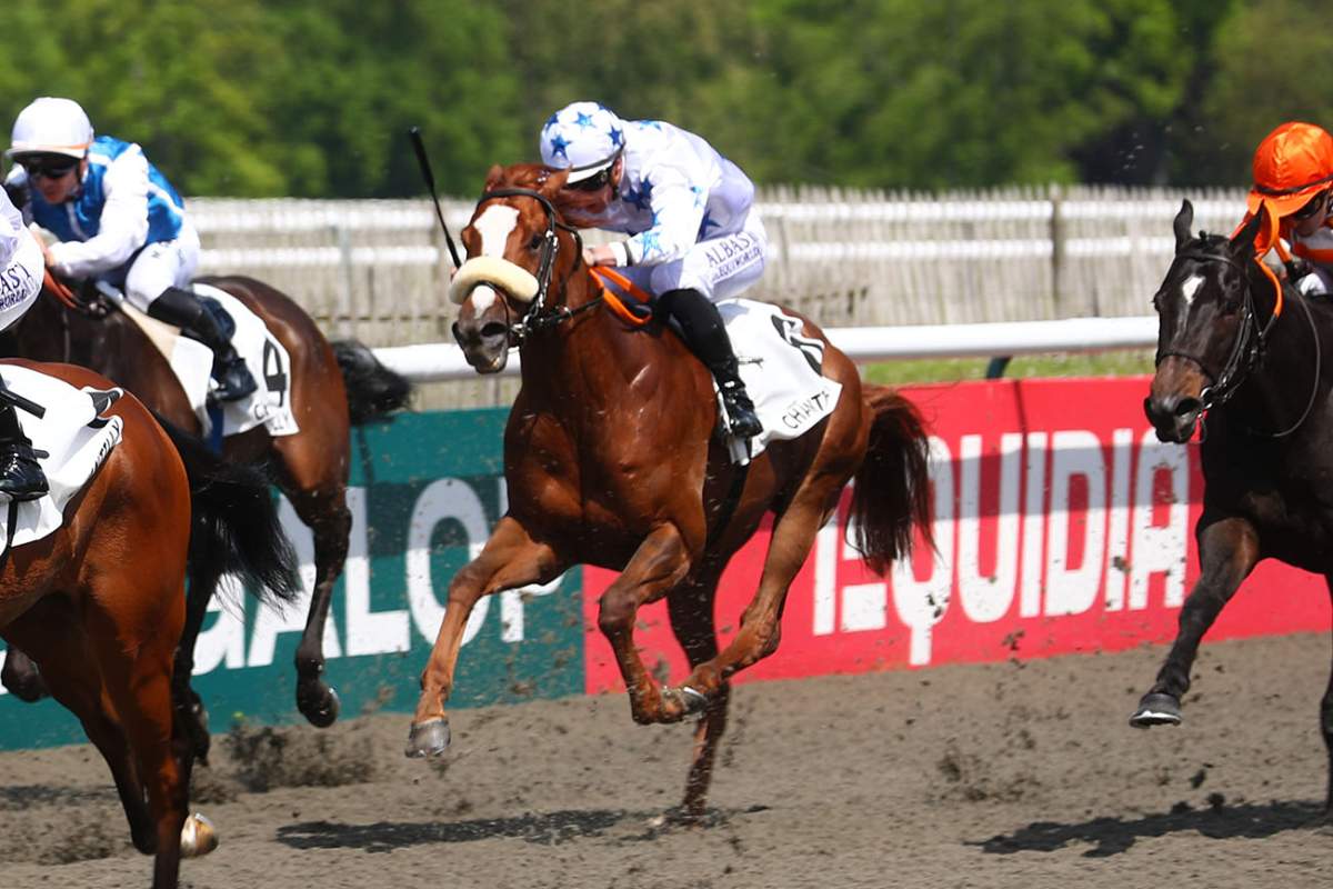 THOR LIGHTNING - La fiche CANALTURF du cheval, performances pmu ...