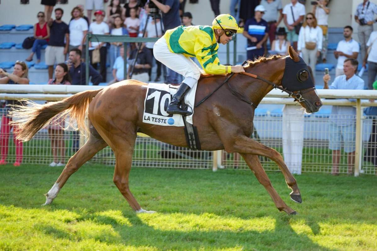 HARRY WAY - La fiche CANALTURF du cheval, performances pmu, pédigré ...
