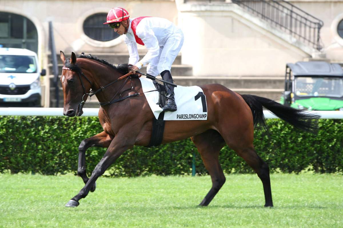 LUNA ROCK - La fiche CANALTURF du cheval, performances pmu, pédigré ...