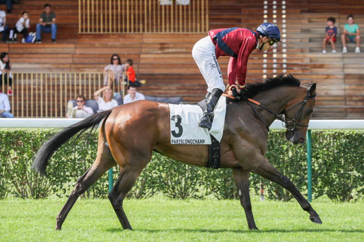 DIRE LA VERITE - La fiche CANALTURF du cheval, performances pmu ...