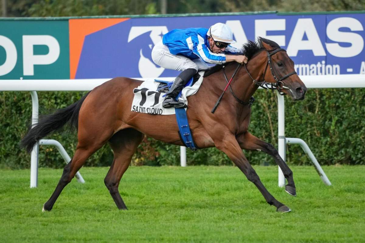 ZABEEL LIGHT - La fiche CANALTURF du cheval, performances pmu, pédigré ...