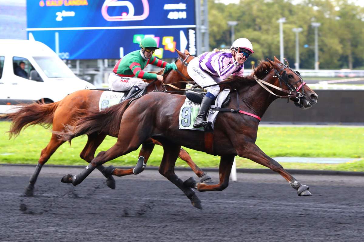 KYT KAT - La fiche CANALTURF du cheval, performances pmu, pédigré ...