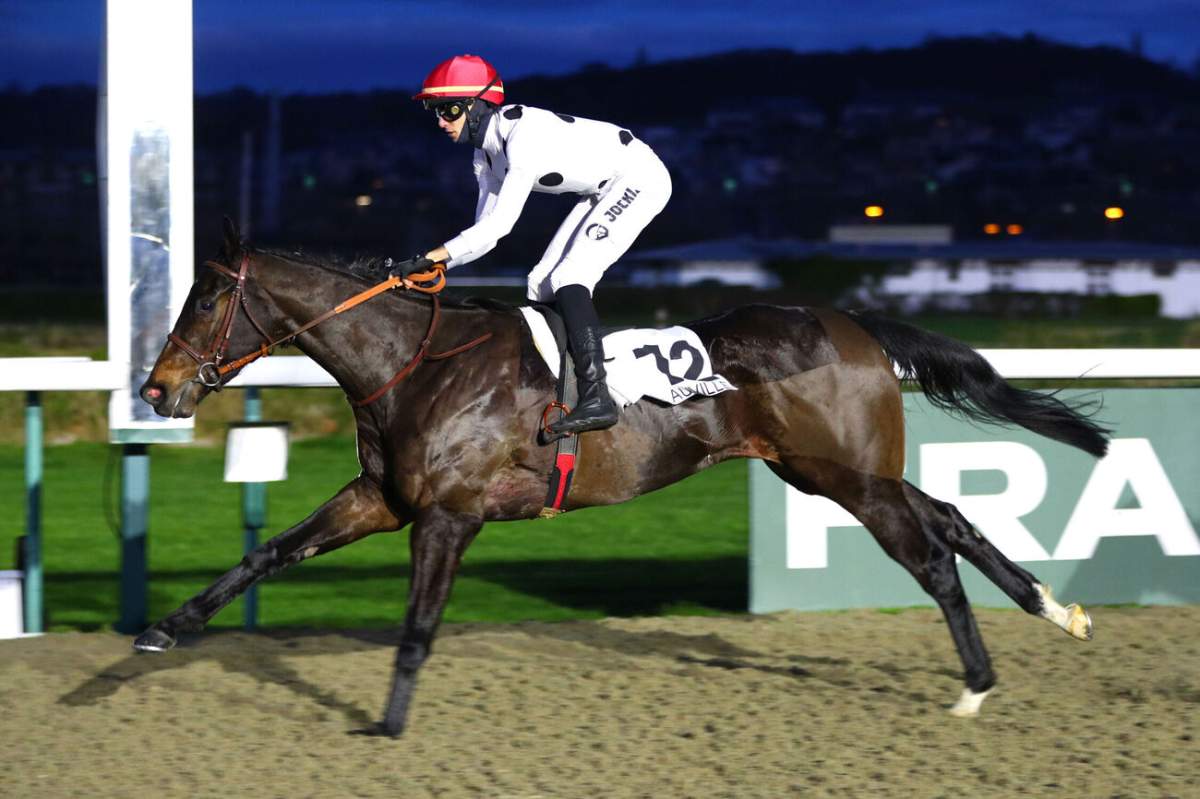 SI CAPO SI - La fiche CANALTURF du cheval, performances pmu, pédigré ...