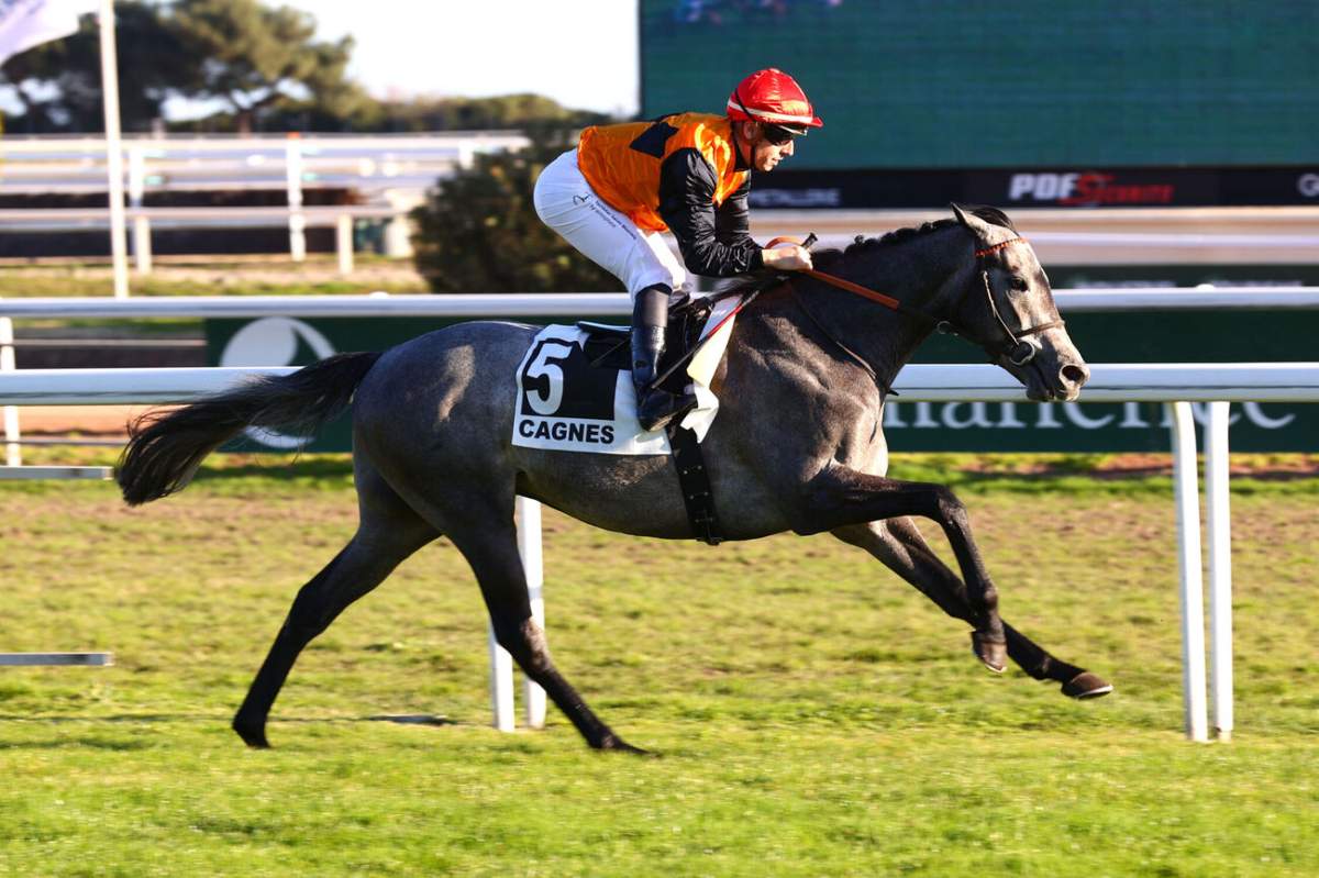 DIOPTASE - La fiche CANALTURF du cheval, performances pmu, pédigré ...