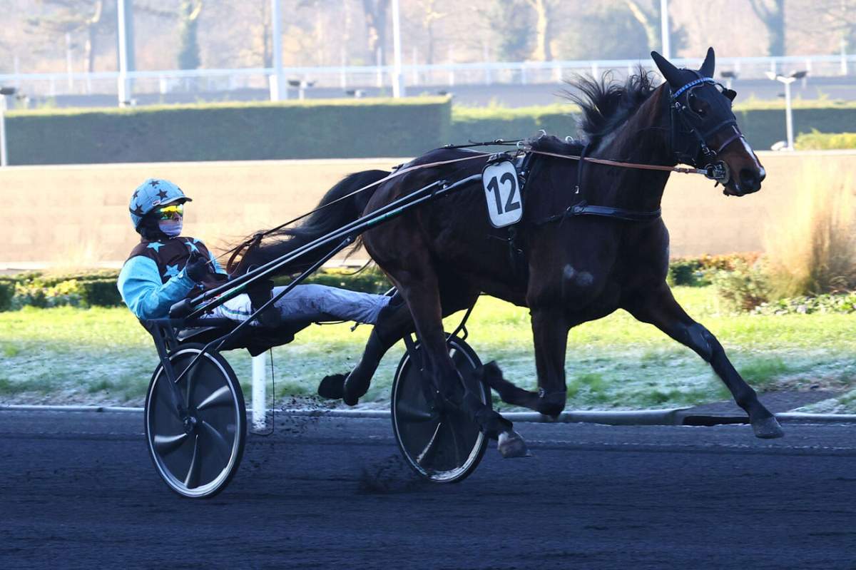 MY SAVE QUICK - La fiche CANALTURF du cheval, performances pmu, pédigré ...