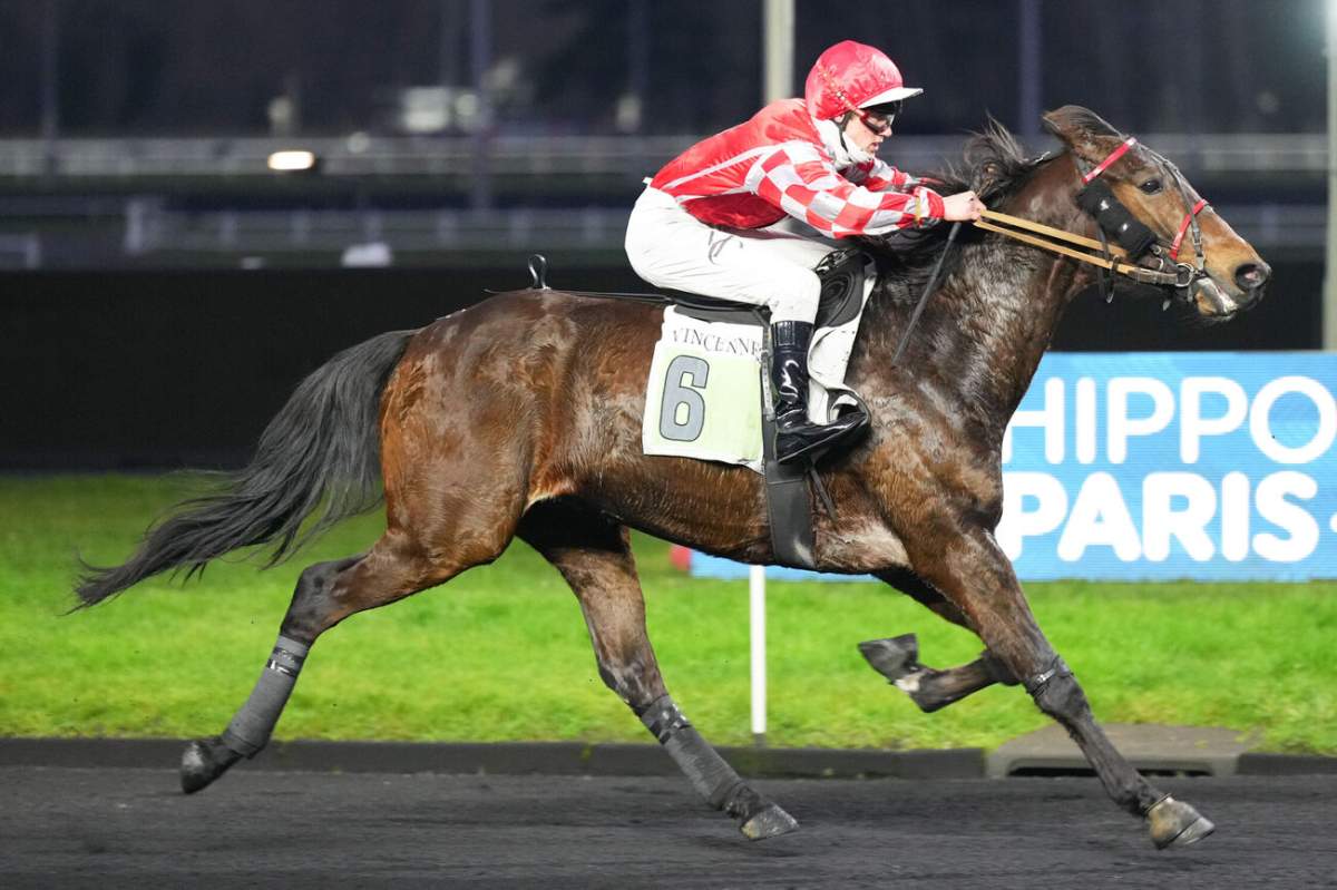 IVORINO D'ECHAL - La fiche CANALTURF du cheval, performances pmu ...