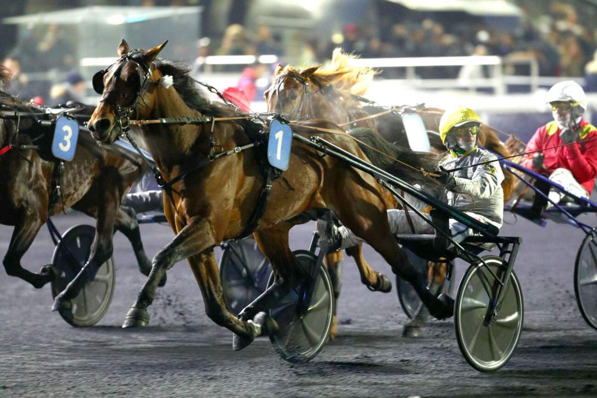 ERNESTO ROC - La fiche CANALTURF du cheval, performances pmu, pédigré ...