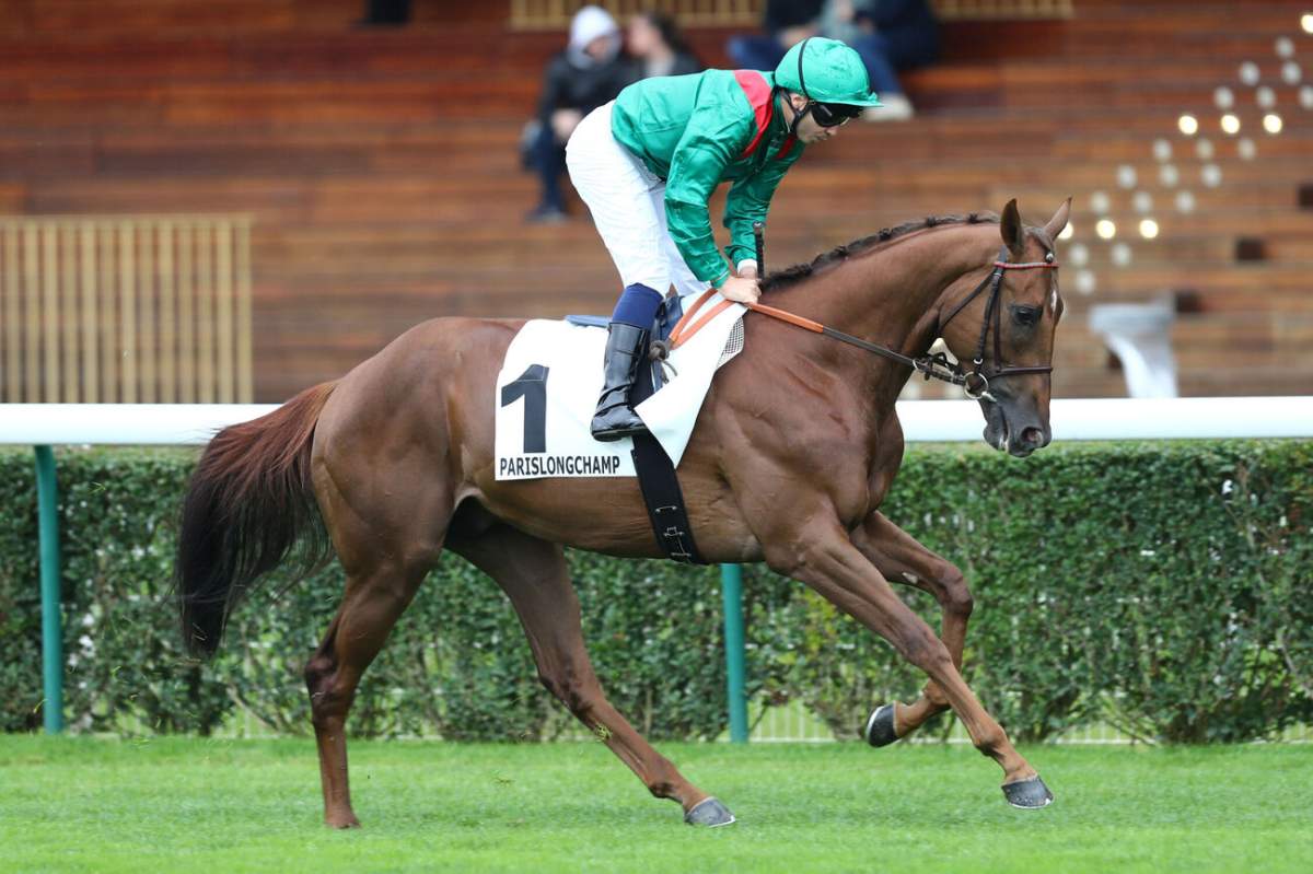 EBIYAR - La fiche CANALTURF du cheval, performances pmu, pédigré ...