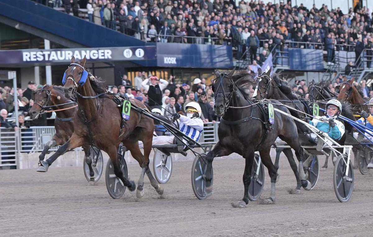 Elitloppet 2026. Solvalla, les voilà