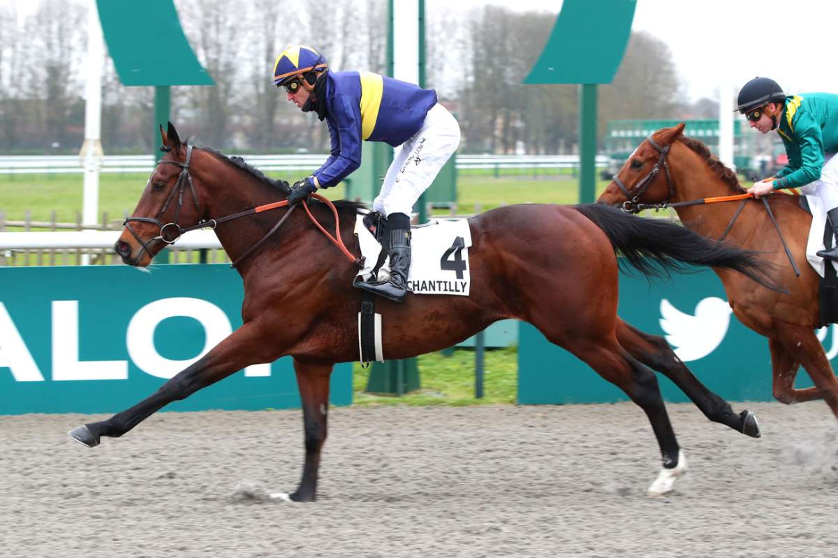 CHESS - La fiche CANALTURF du cheval, performances pmu, pédigré ...