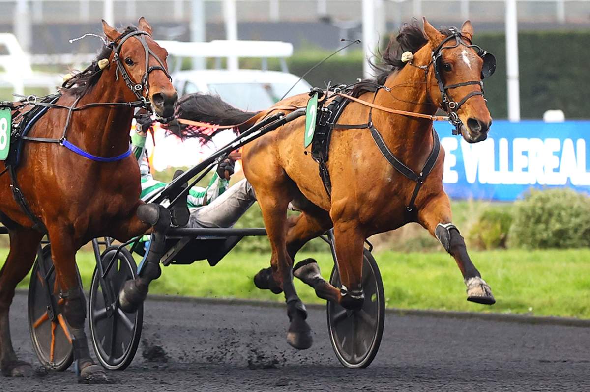 KNOCK OUT MAKER - La fiche CANALTURF du cheval, performances pmu ...