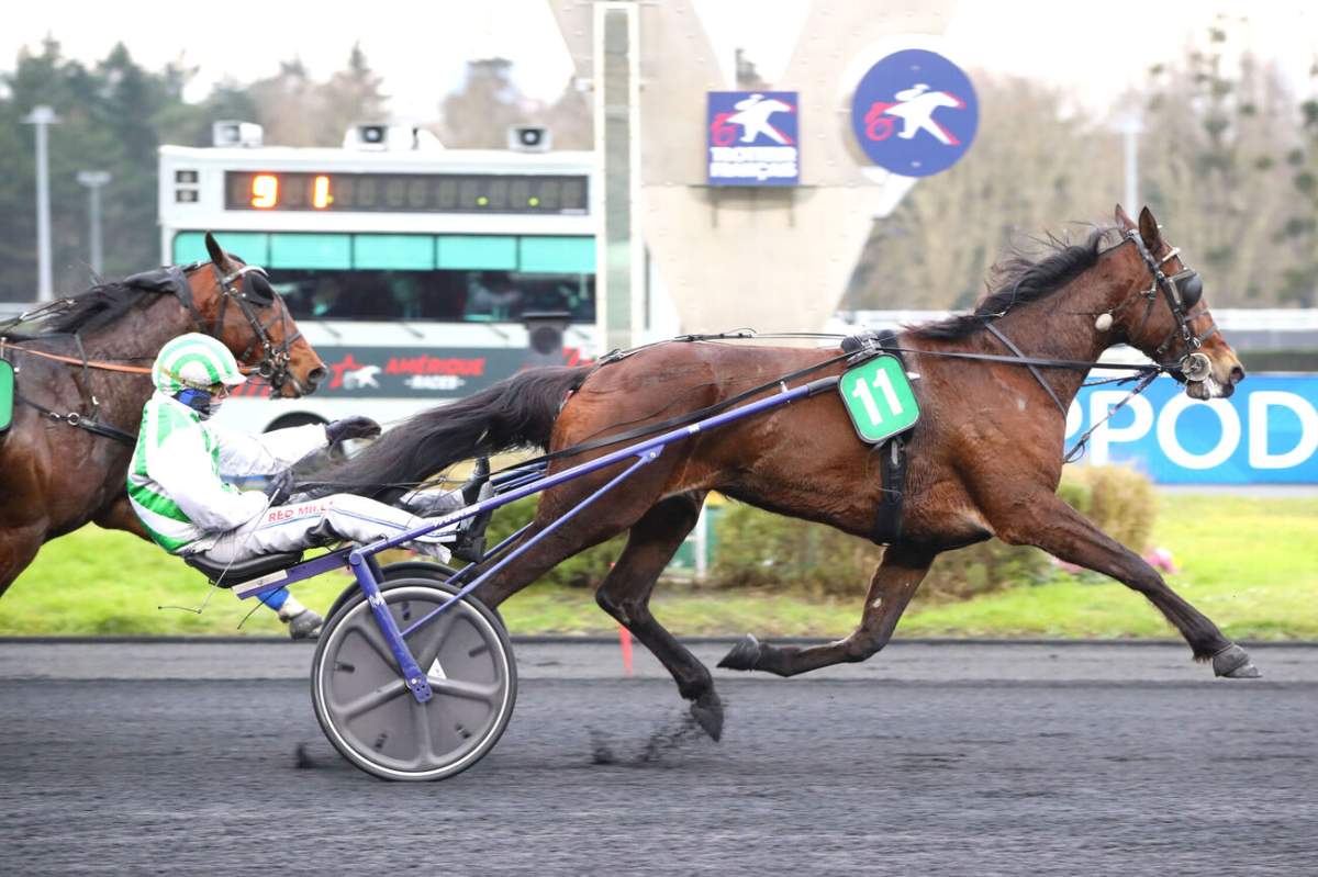 KOKOTE - La fiche CANALTURF du cheval, performances pmu, pédigré ...