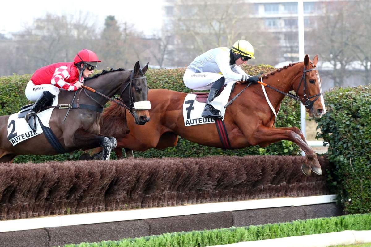 BANDANAS - La fiche CANALTURF du cheval, performances pmu, pédigré ...