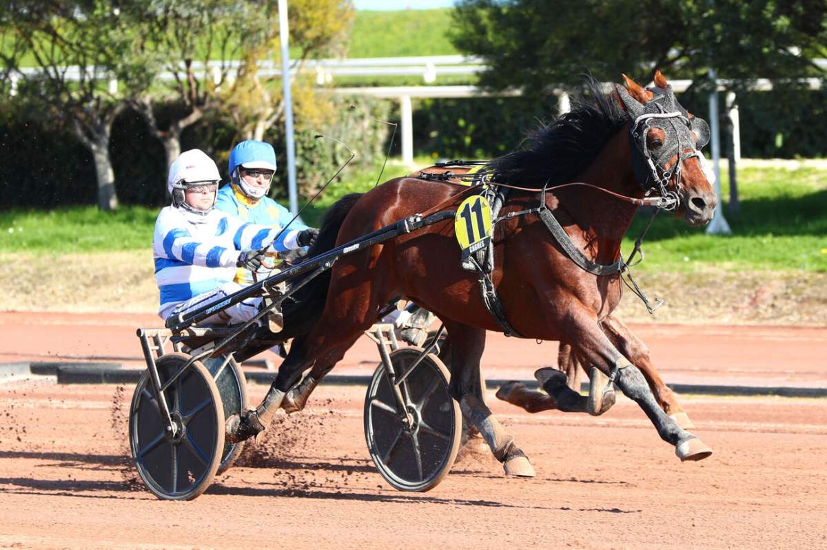 KRIS MARTIN - La fiche CANALTURF du cheval, performances pmu, pédigré ...