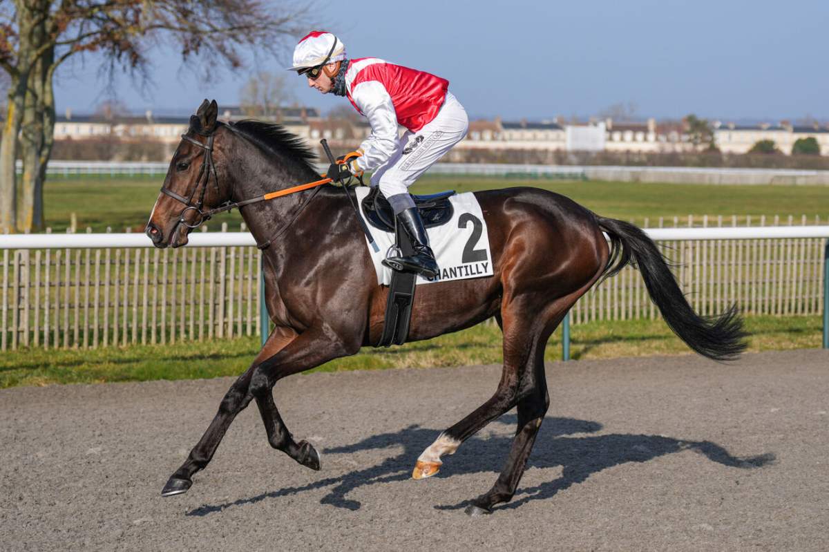 NORMANDY MAN - La fiche CANALTURF du cheval, performances pmu, pédigré ...