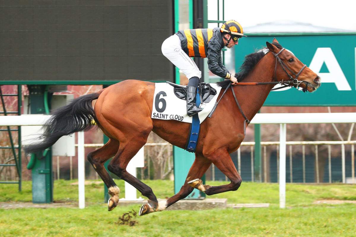 ILLUSION MACHINE - La fiche CANALTURF du cheval, performances pmu ...