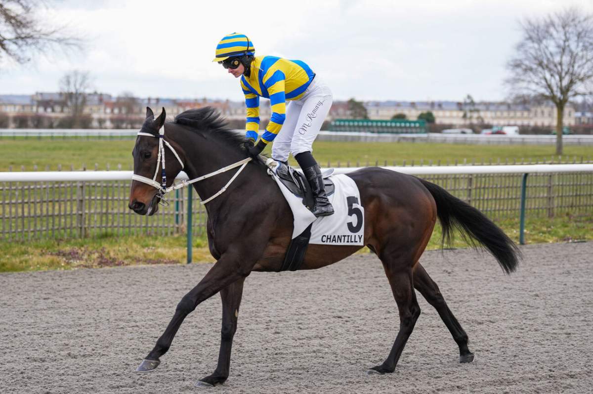 GODESSA - La fiche CANALTURF du cheval, performances pmu, pédigré ...