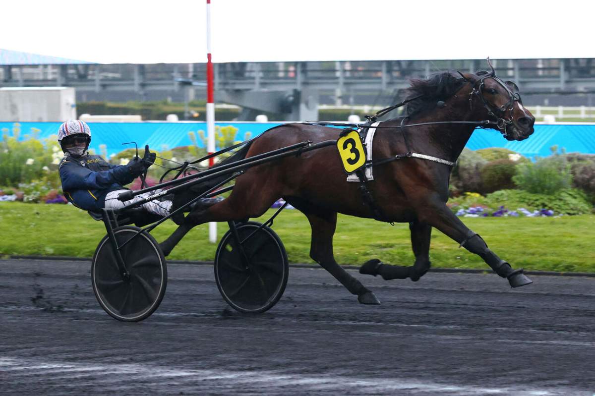 VALLATONIAN - La fiche CANALTURF du cheval, performances pmu, pédigré ...