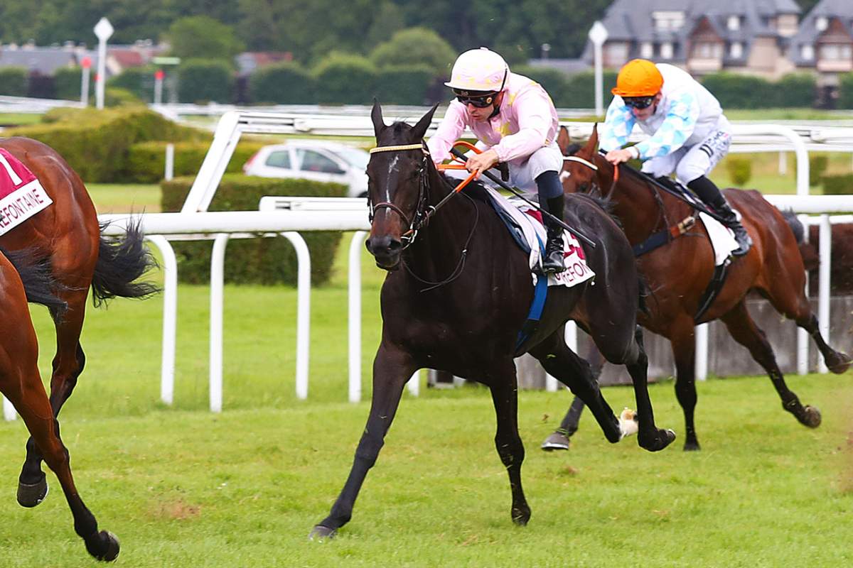 BLACK SAXON - La fiche CANALTURF du cheval, performances pmu, pédigré ...