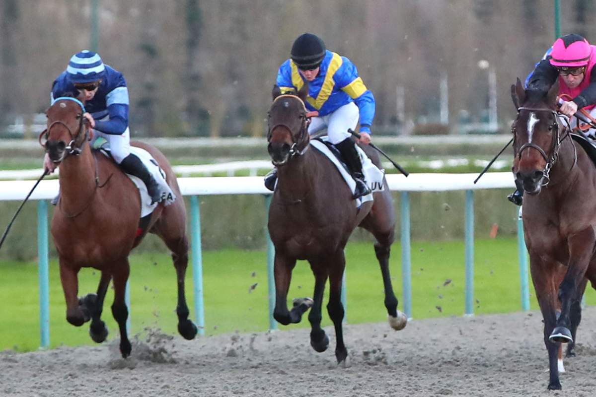 MISS ANGEL - La fiche CANALTURF du cheval, performances pmu, pédigré ...