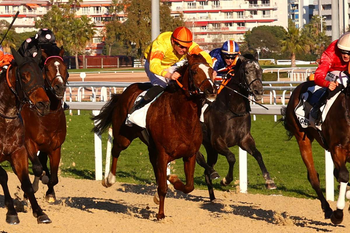 SPORT COUPE - La fiche CANALTURF du cheval, performances pmu, pédigré ...