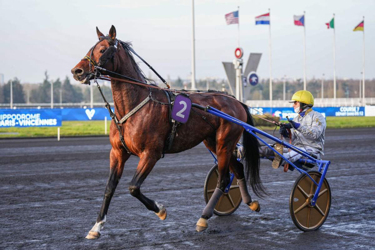 FIRST TIME ROC - La fiche CANALTURF du cheval, performances pmu ...