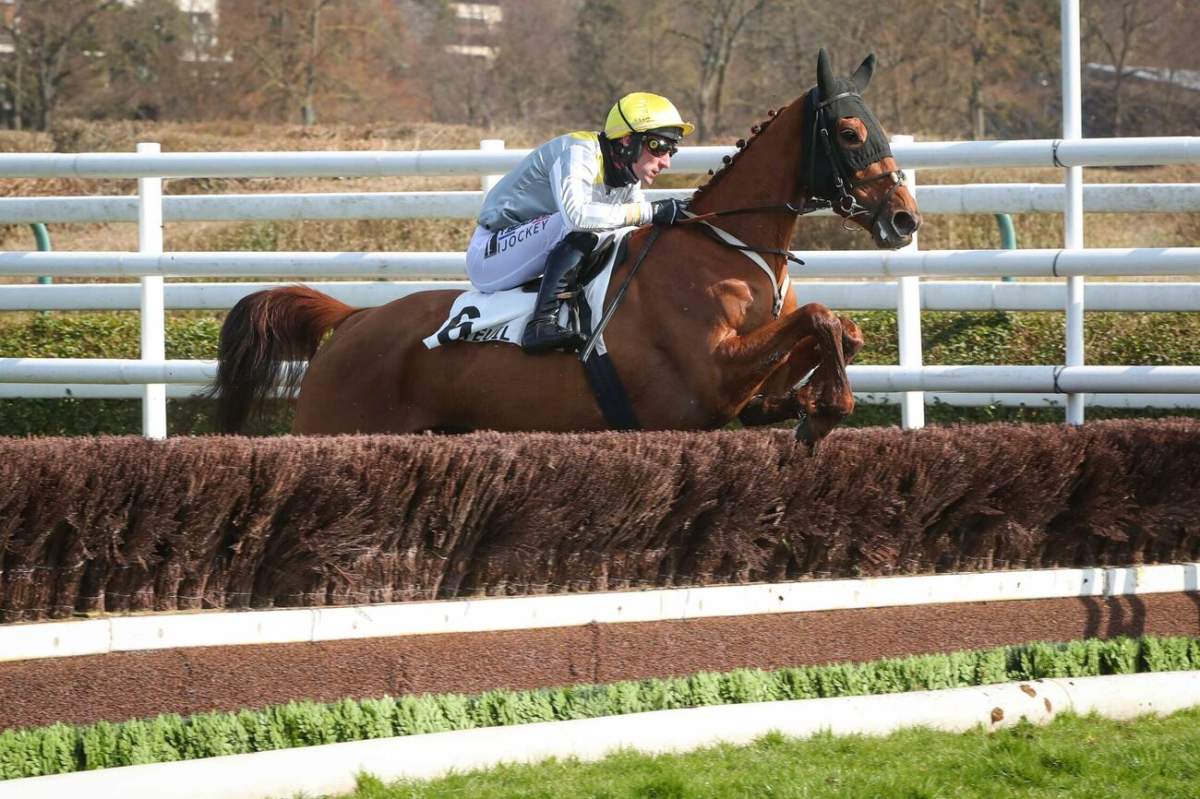 MASKED SOCIETY - La fiche CANALTURF du cheval, performances pmu ...