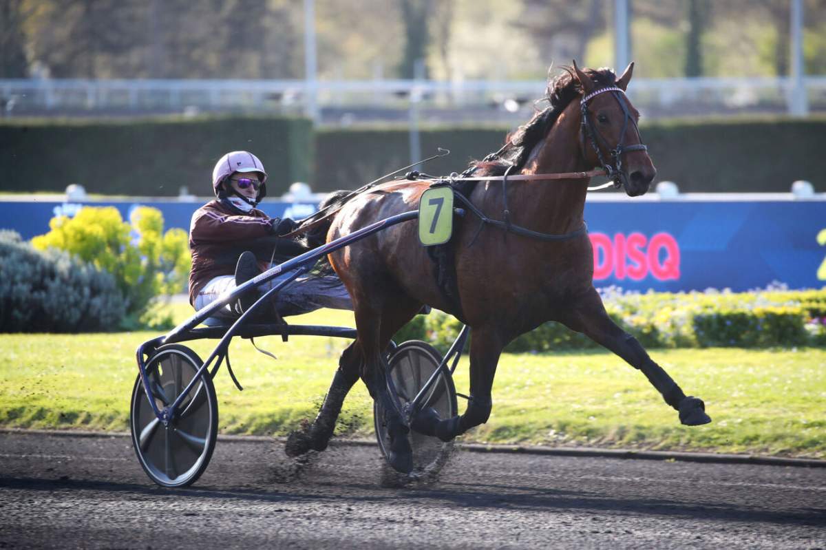 MADE IN PRIMO - La fiche CANALTURF du cheval, performances pmu, pédigré ...